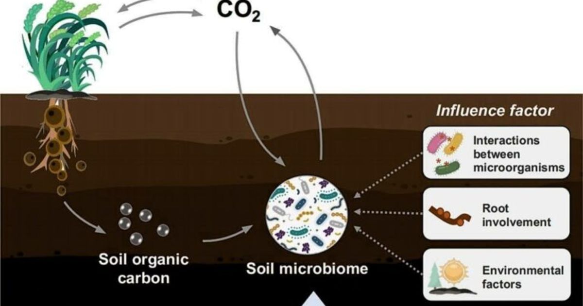 Searching for Simplicity in Microbial Communities | Ecology & Evolution | The University of Chicago